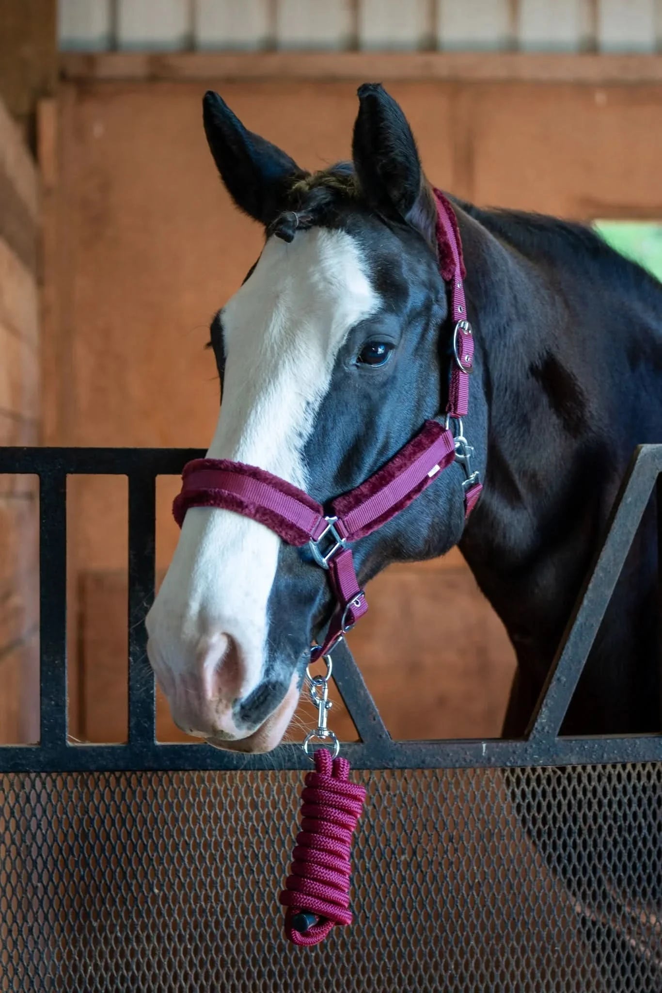 Fleece-Lined Nylon Halter with Lead Rope – Crutcher's Western